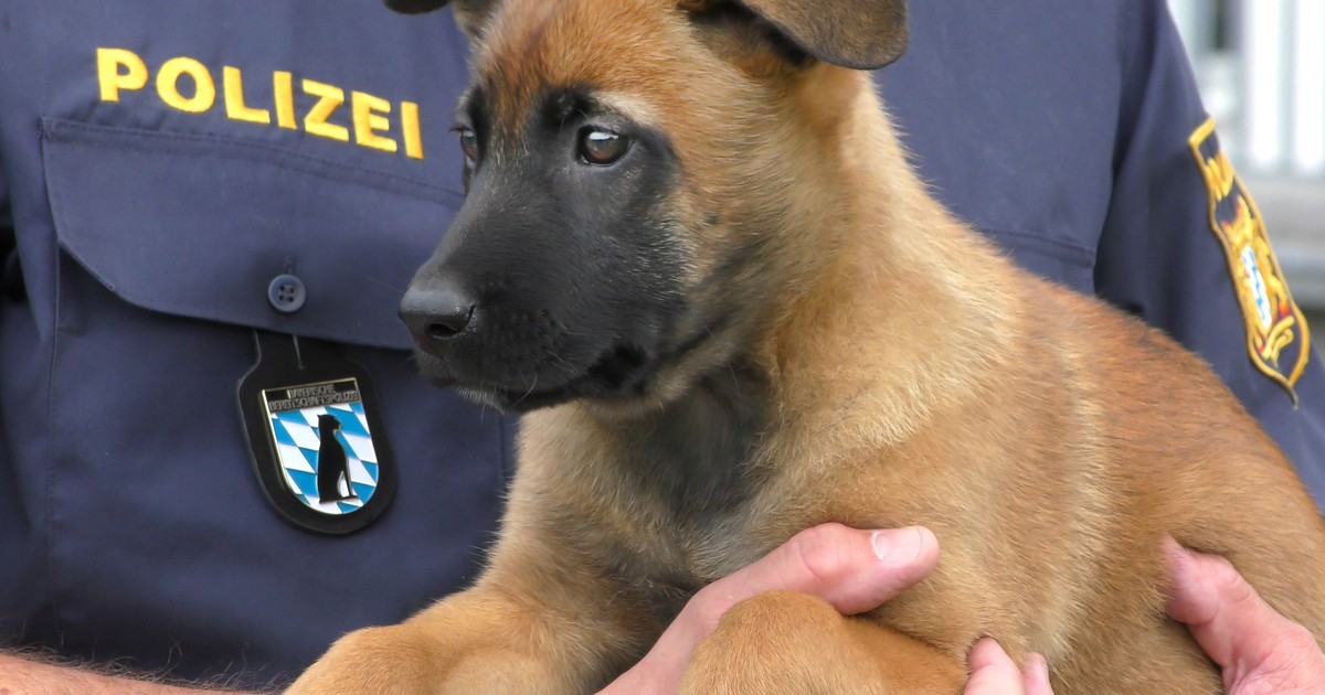 Herzogau: Trenck der Diensthund stellt sich vor | TVA Herzogau: Trenck der Diensthund stellt sich vor | TVA